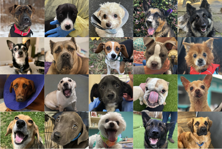 WeRateDogs | Official Merchandise | tell your dog i said hi